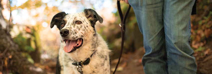 Collars – Greenhawk USA