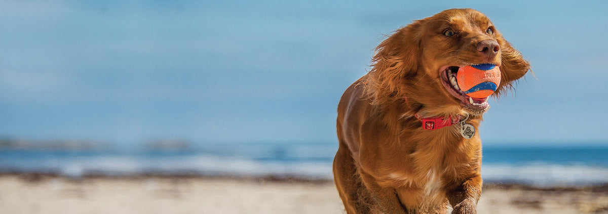 Chuckit! – Greenhawk USA