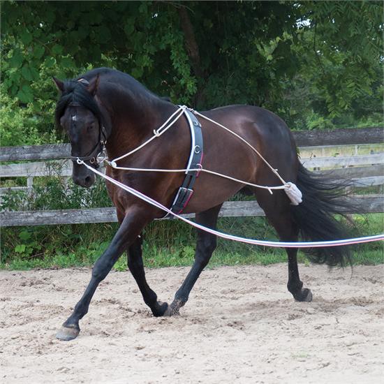 Mondega Lunging System – Greenhawk USA (Do Not USE)