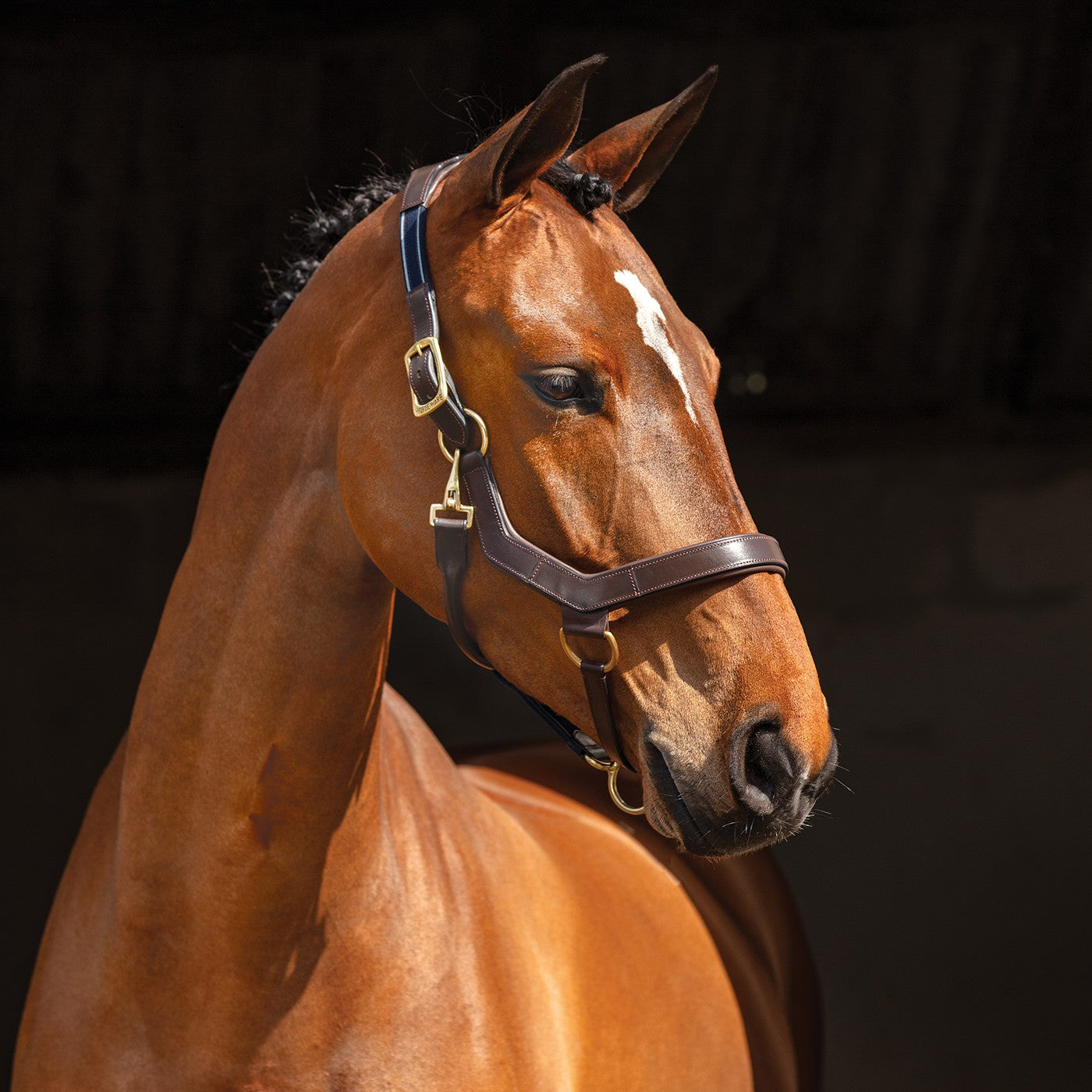 Rambo Micklem Halter – Greenhawk USA