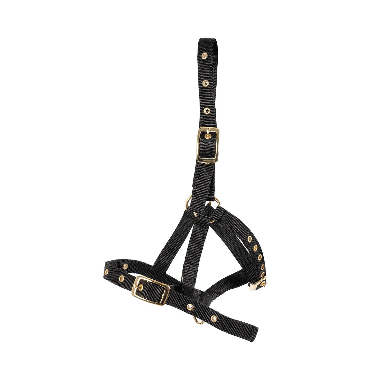 Supra Foal Halter – Greenhawk USA